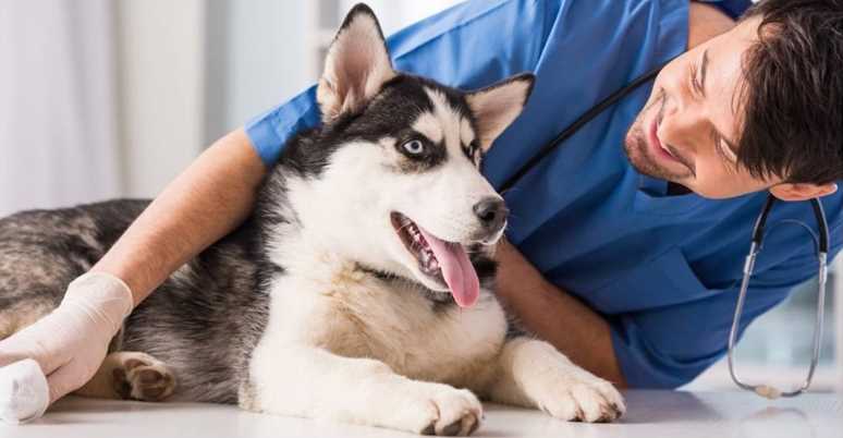 Common Dog Health Problems by Breed and Size - Tat Hit
