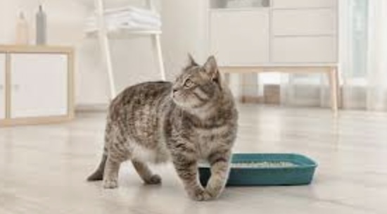 How to Clean Cat Litter Dust from Floor - 2023 Guide - Tat Hit